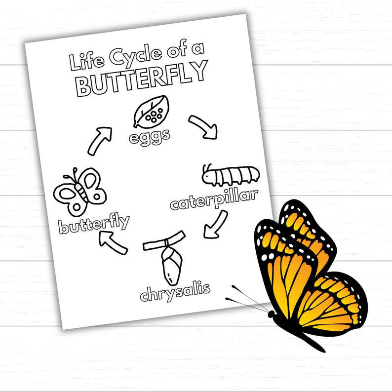 Printable Butterfly Life Cycle Coloring Page for Kids, Fun Science ...
