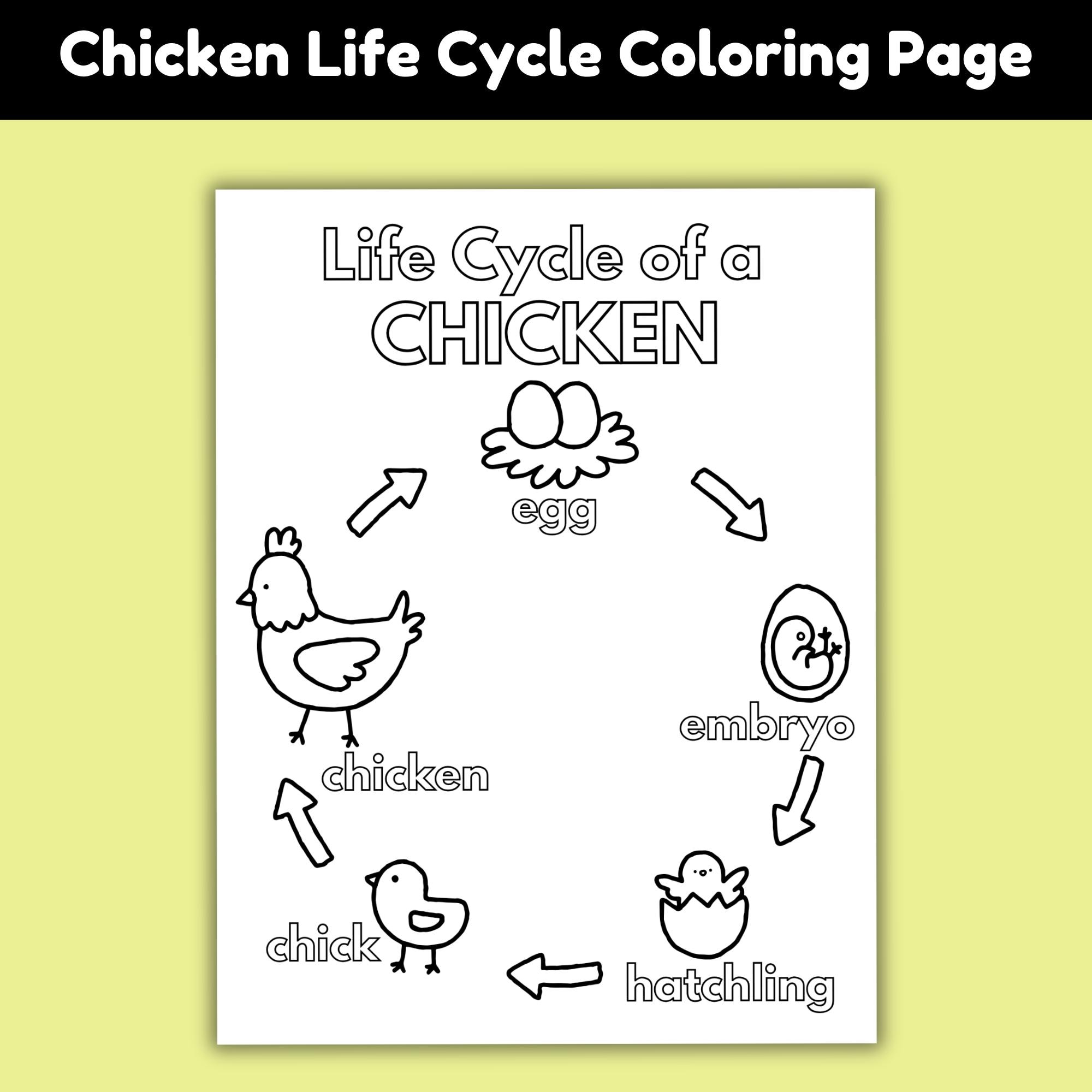 Chicken Life Cycle Coloring Page Printable, Farm Animal Worksheet ...