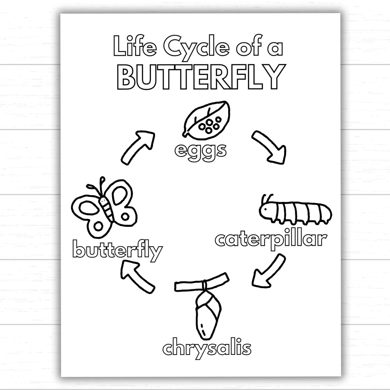 Printable Butterfly Life Cycle Coloring Page for Kids, Fun Science ...