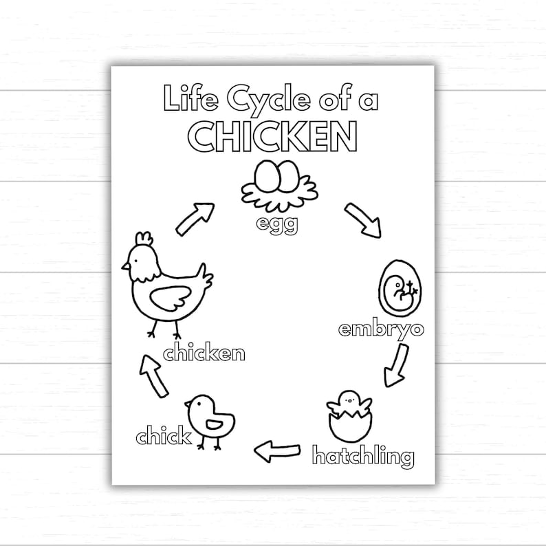 Life Cycle of a Chicken Coloring Page, Printable Chicken Life Cycle ...