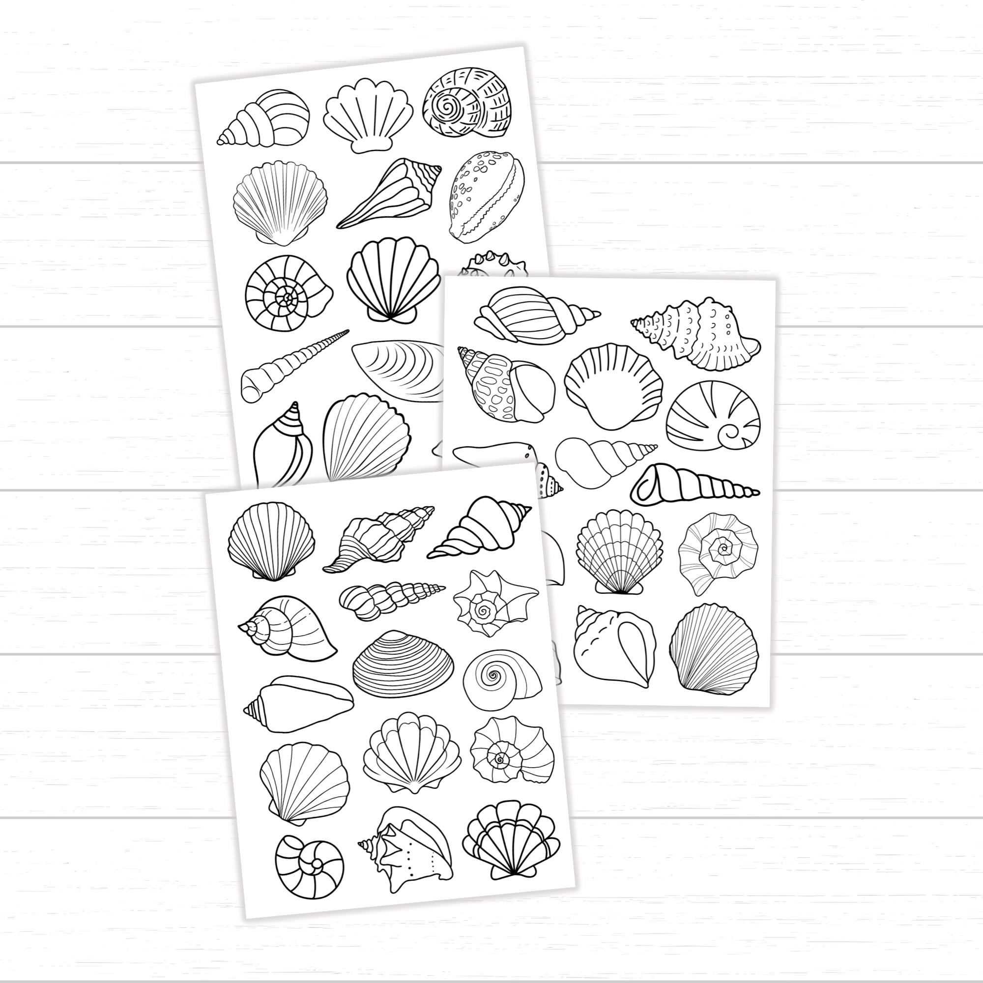 Printable Seashell Coloring Pages, Seashell Templates for Crafts and ...
