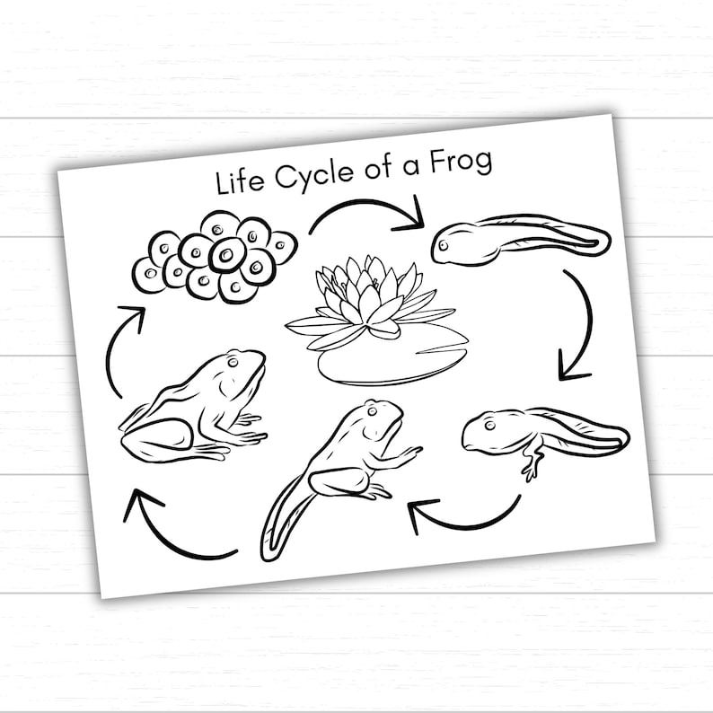 Life Cycle of a Frog Coloring Page, Frog Activities for Kids, Frog ...