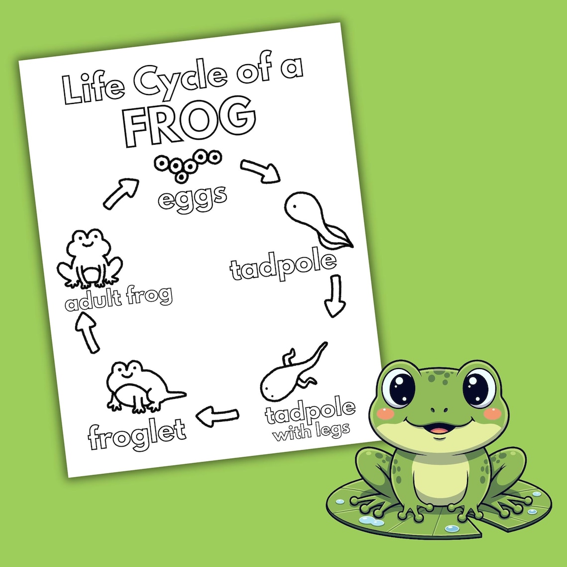 Frog Life Cycle Coloring Page Printable, Amphibian Metamorphosis ...