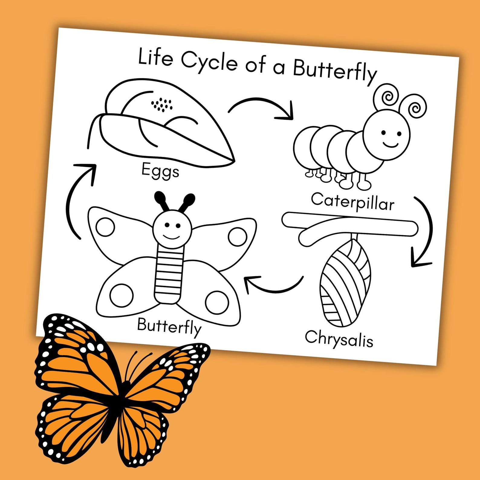 Butterfly Life Cycle Coloring Page Printable, Butterfly Worksheet for ...