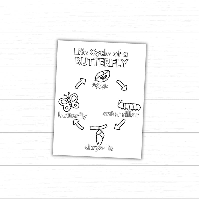 Printable Butterfly Life Cycle Coloring Page for Kids, Fun Science ...