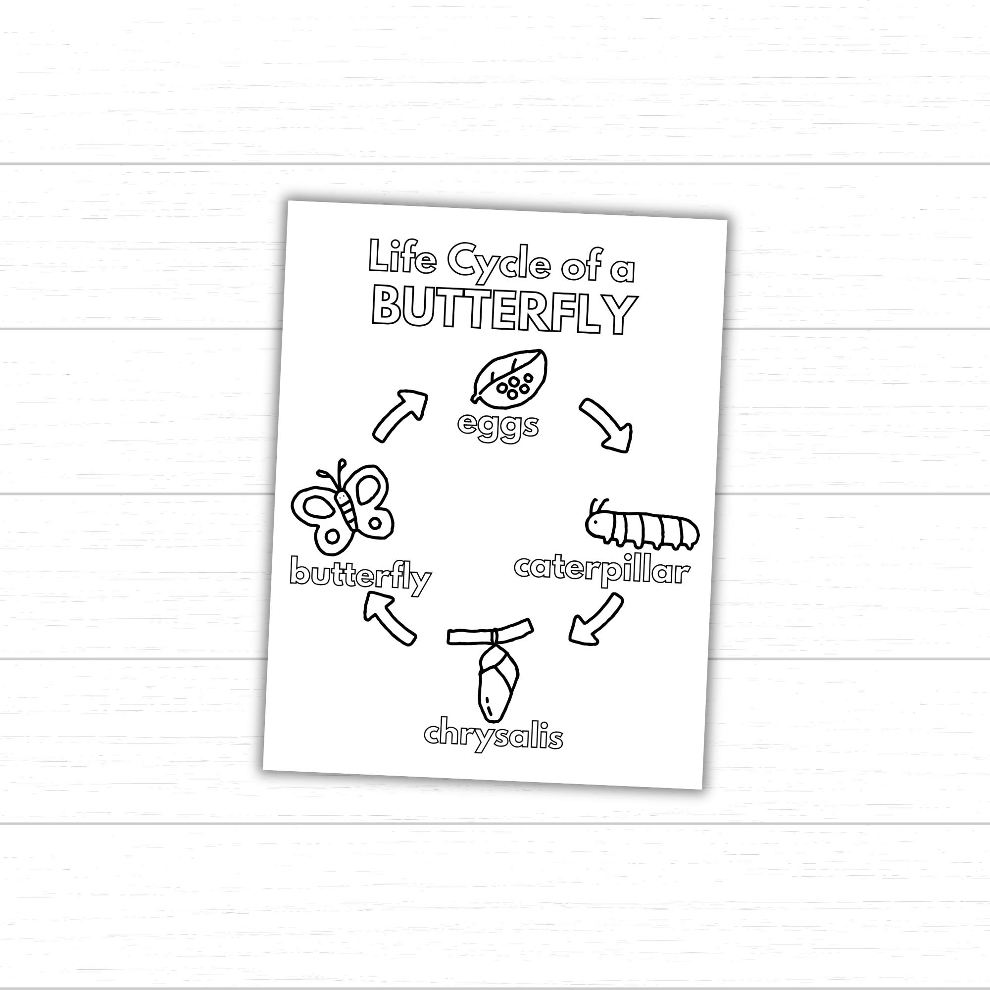 Coloriage à imprimer sur le cycle de vie des papillons pour les enfants ...