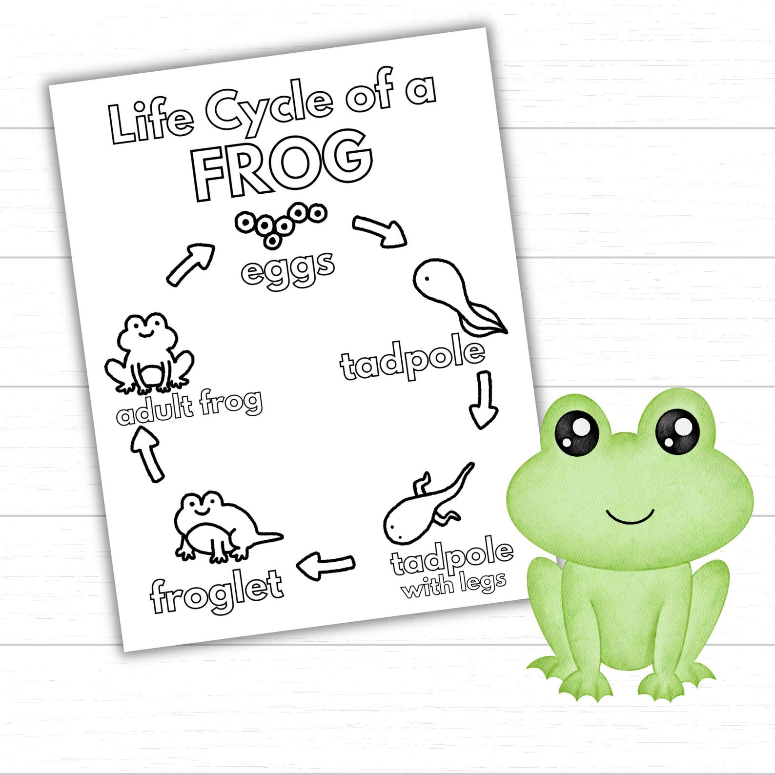 Life Cycle of a Frog Coloring Page, Printable Frog Life Cycle Activity ...