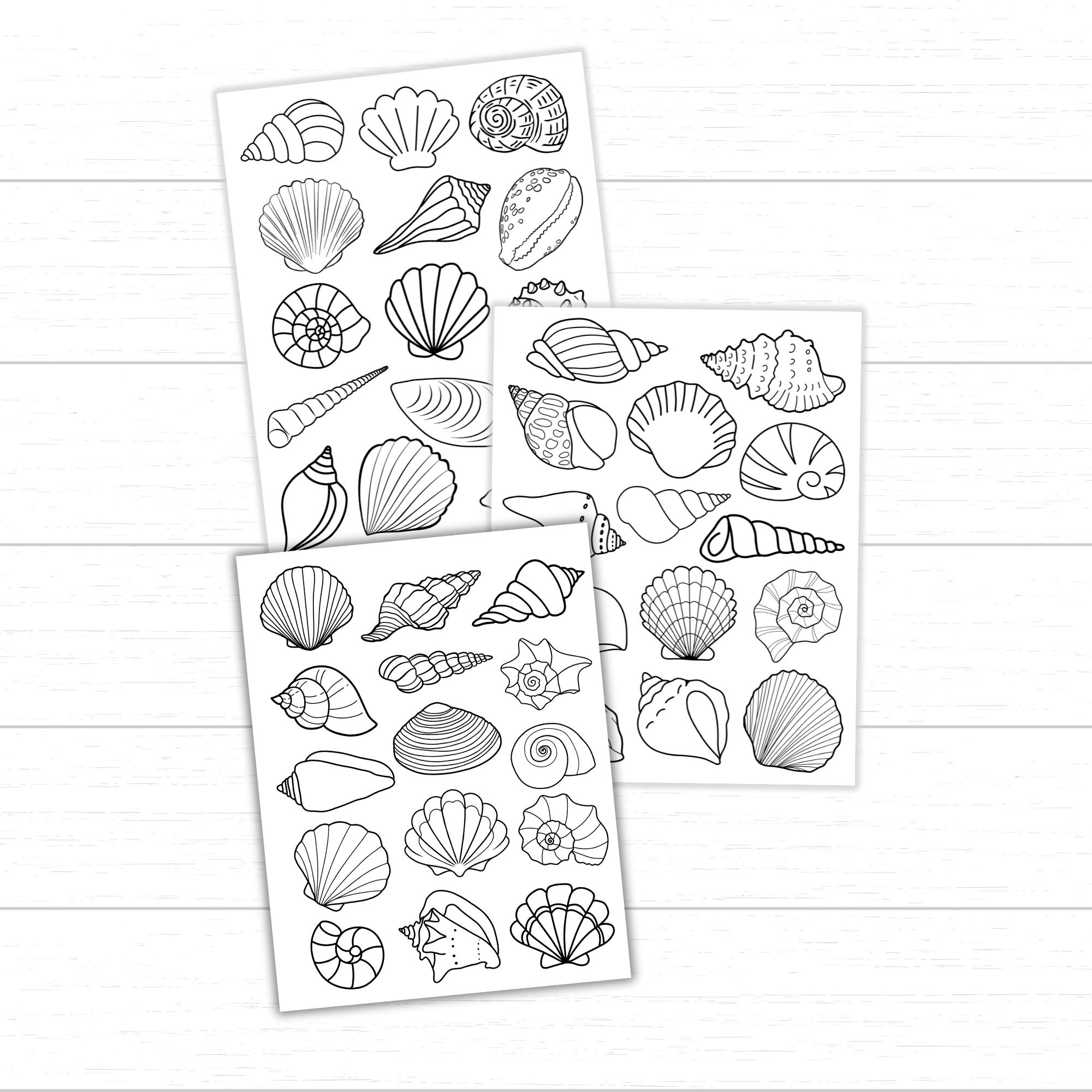 Printable Seashell Coloring Pages, Seashell Templates for Crafts and ...