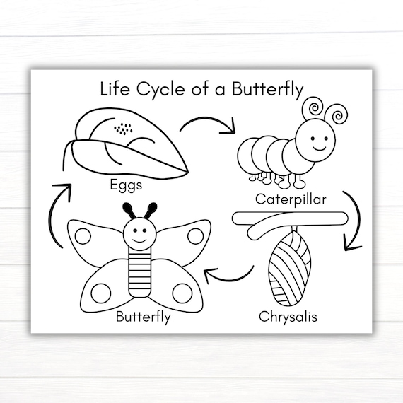 Dibujos Para Colorear Del Ciclo De Vida De Las Mariposas