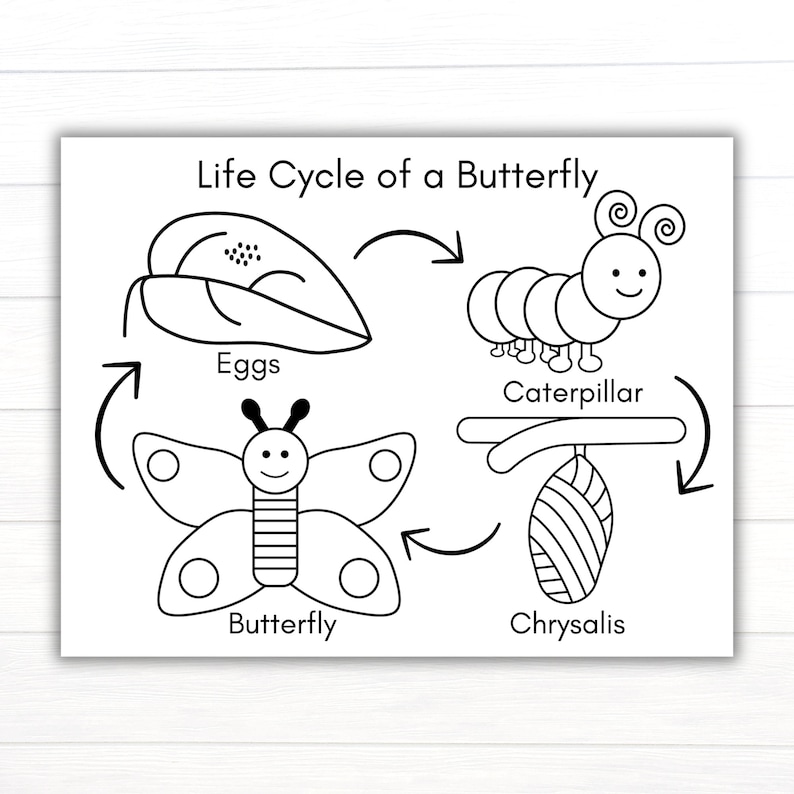 Butterfly Life Cycle Coloring Page, Printable Life Cycle of a Butterfly ...