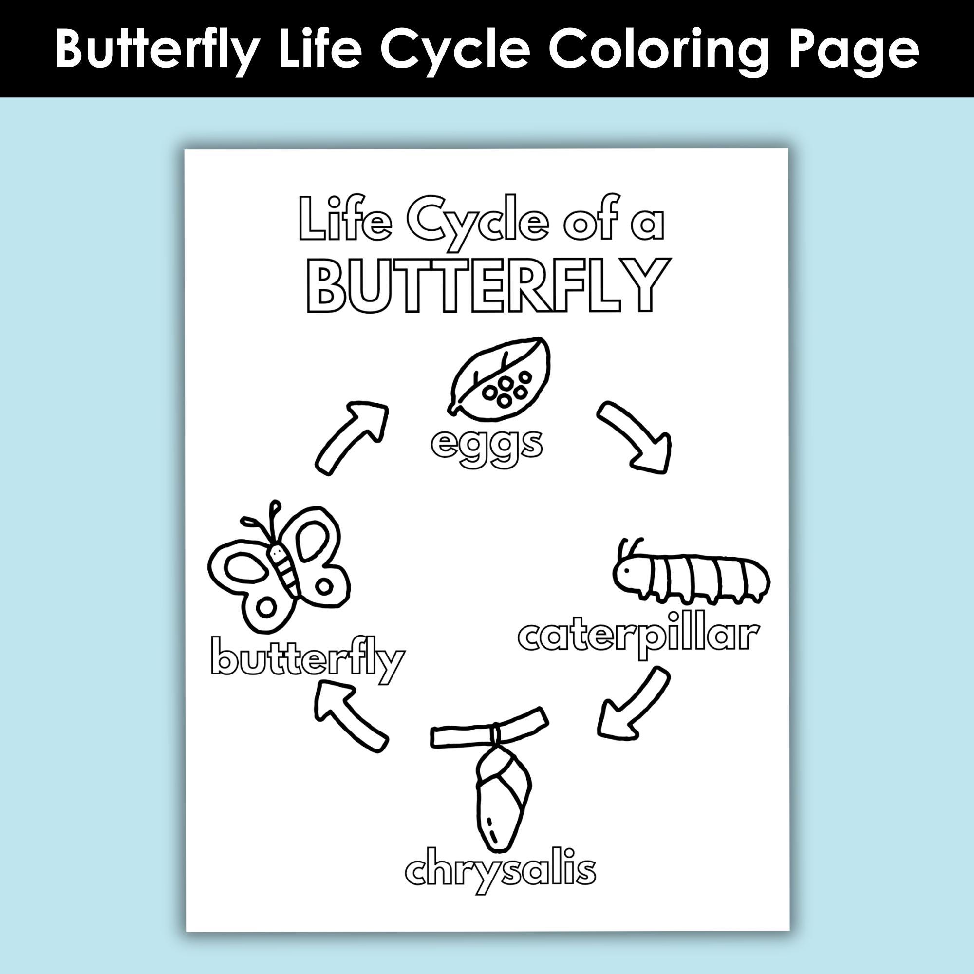 Coloriage à imprimer sur le cycle de vie des papillons pour les enfants ...