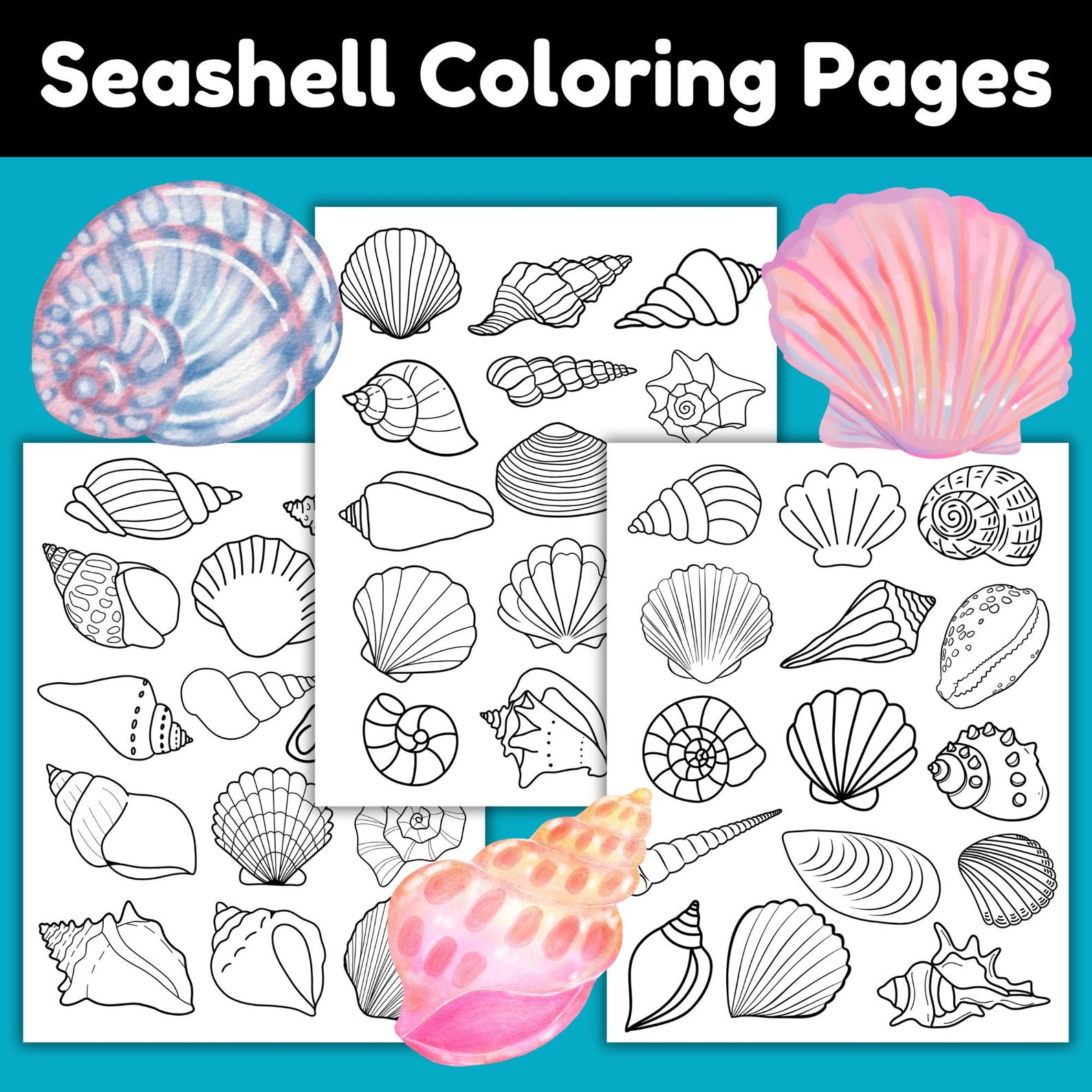 Printable Seashell Coloring Pages, Seashell Templates for Crafts and ...