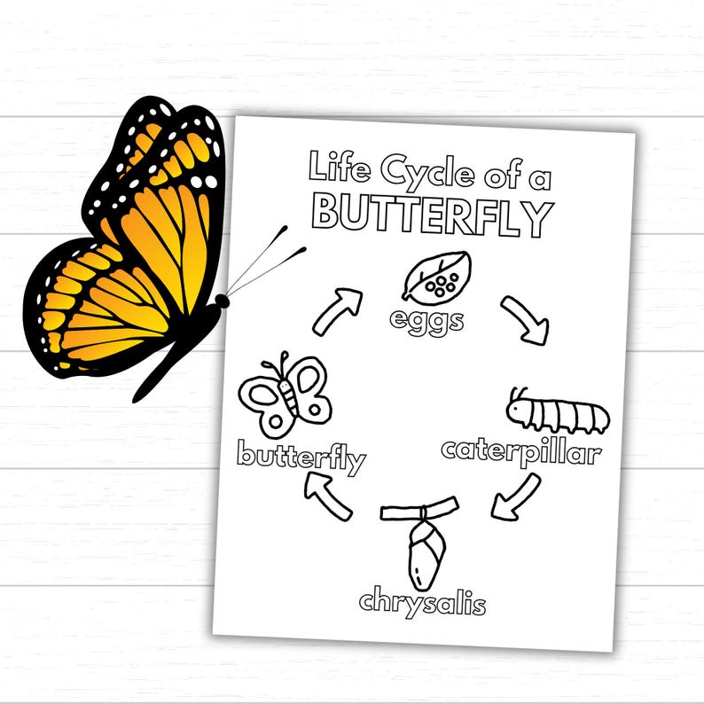 Printable Butterfly Life Cycle Coloring Page for Kids, Fun Science ...