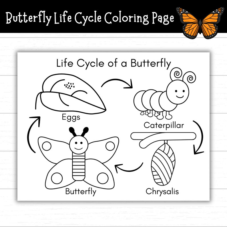 Butterfly Life Cycle Coloring Page, Printable Life Cycle of a Butterfly ...