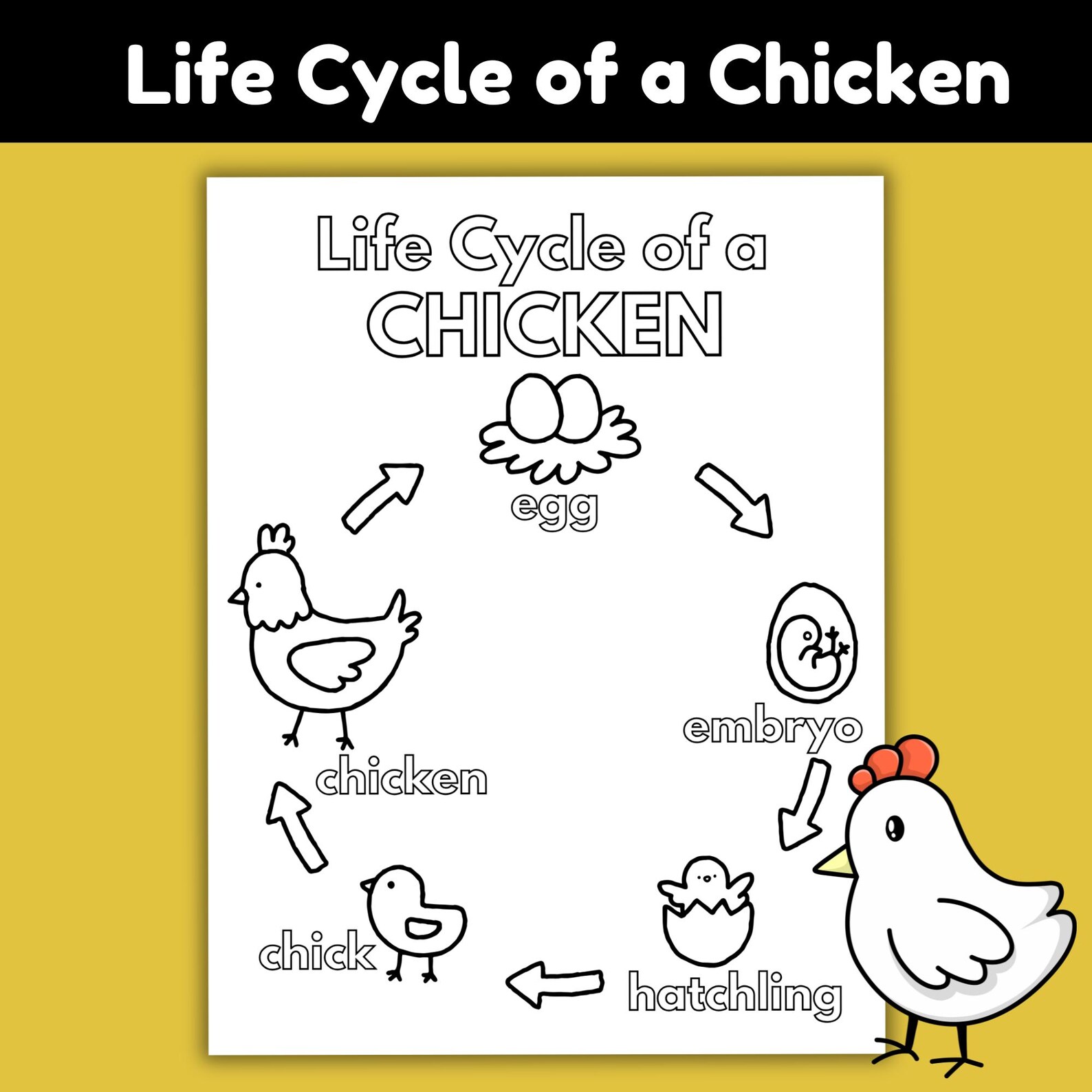 Chicken Life Cycle Coloring Page Printable, Farm Animal Worksheet ...
