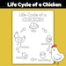 Chicken Life Cycle Coloring Page Printable, Farm Animal Worksheet ...