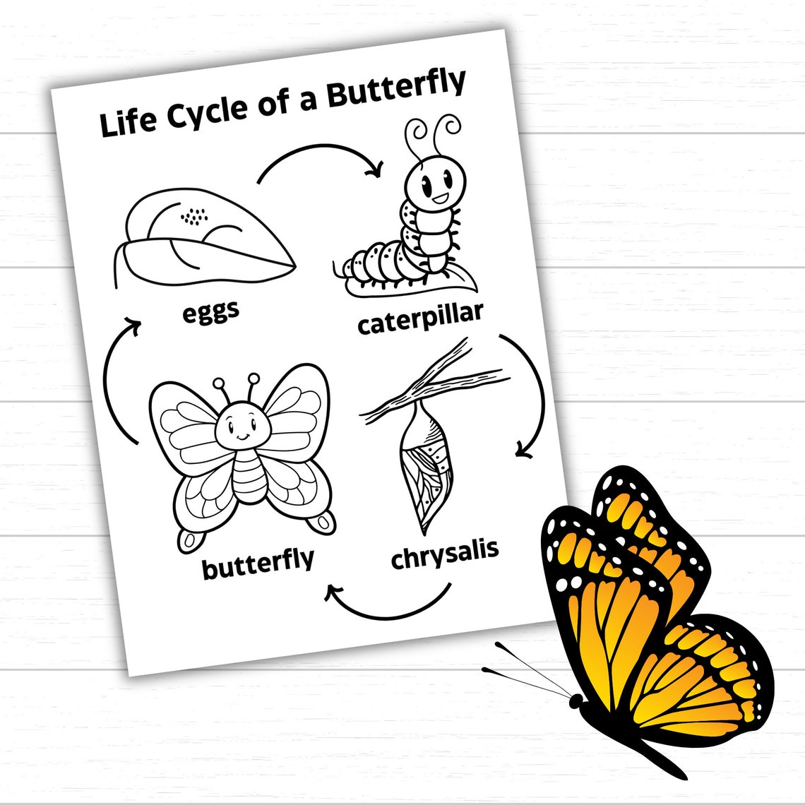 Life Cycle of a Butterfly Coloring Page, Butterfly Life Cycle Activity ...