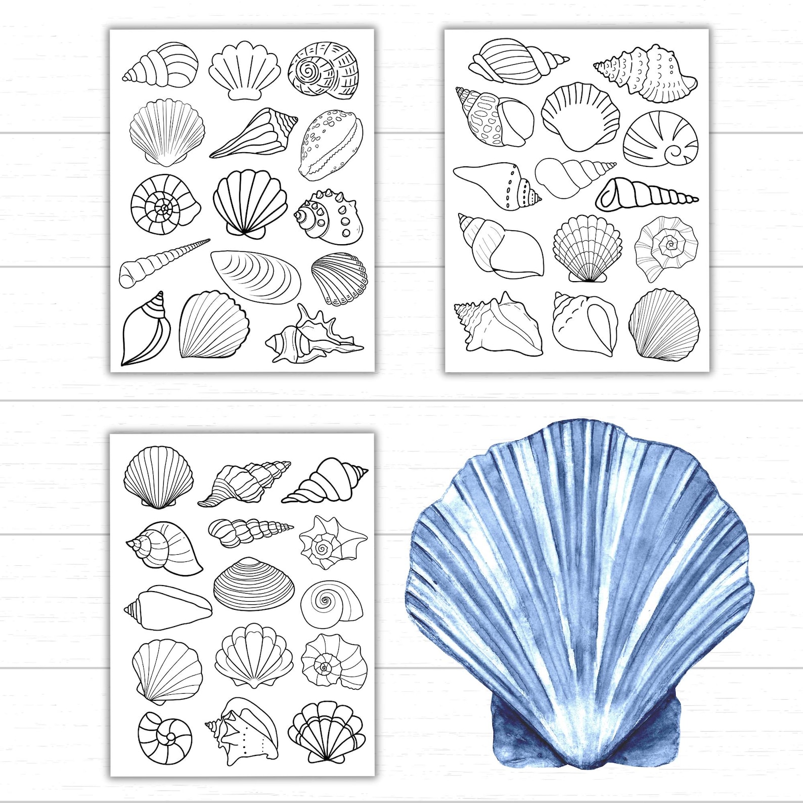 Printable Seashell Coloring Pages, Seashell Templates for Crafts and ...