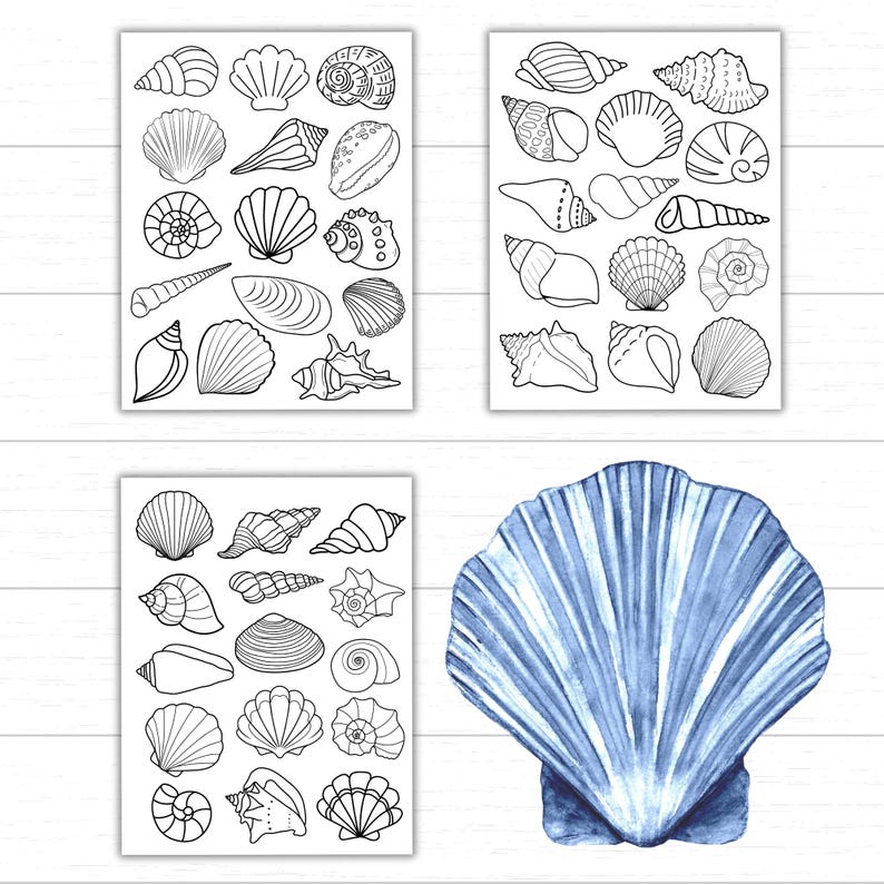 Printable Seashell Coloring Pages, Seashell Templates for Crafts and ...