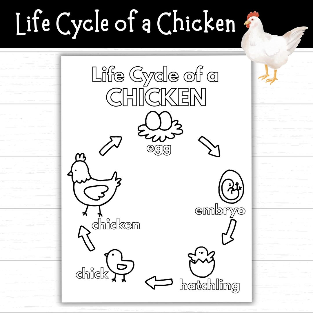 Life Cycle of a Chicken Coloring Page, Printable Chicken Life Cycle ...
