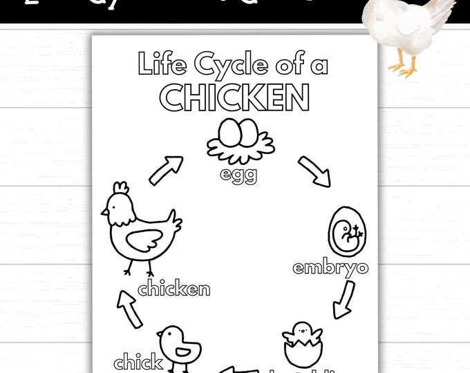 Foldable Chicken Life Cycle Learning Activity for Kids | A4 and 11x8.5 ...