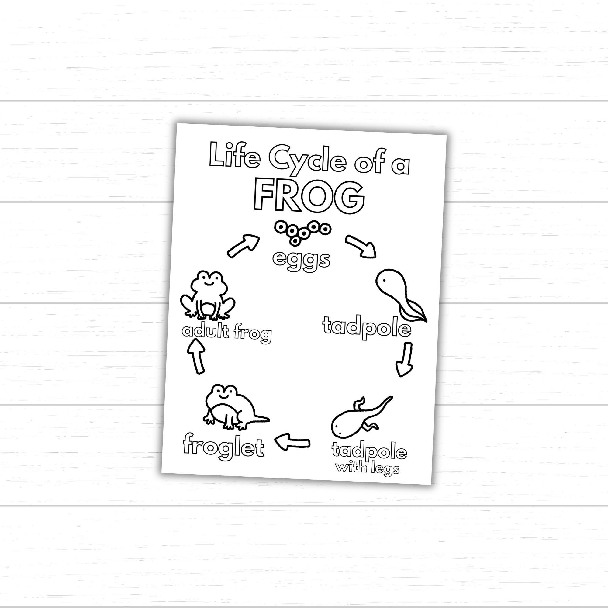 Life Cycle of a Frog Coloring Page, Printable Frog Life Cycle Activity ...