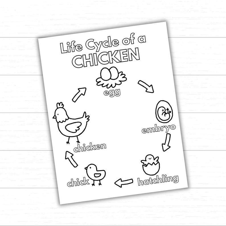 Life Cycle of a Chicken Coloring Page, Printable Chicken Life Cycle ...