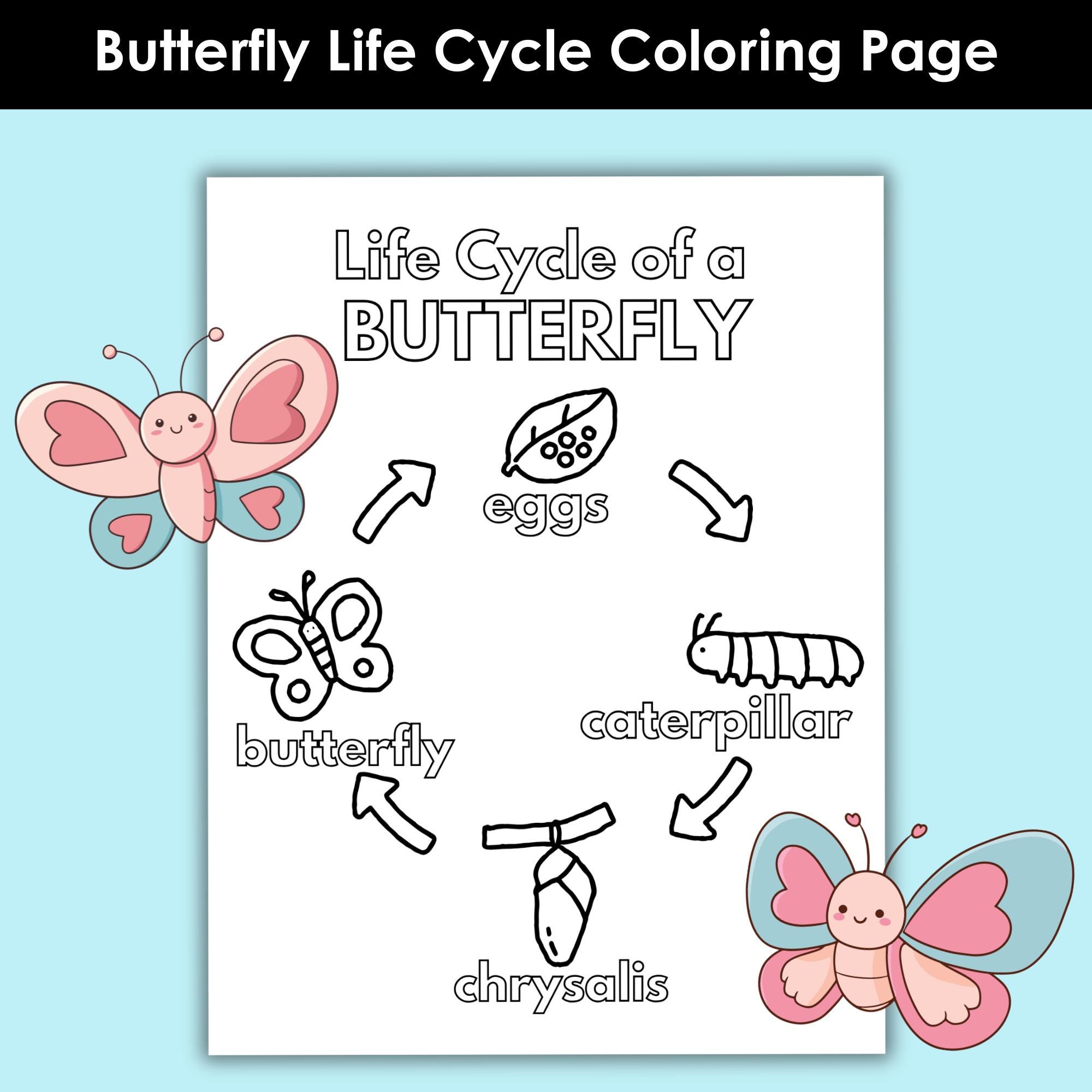 Coloriage à imprimer sur le cycle de vie des papillons pour les enfants ...