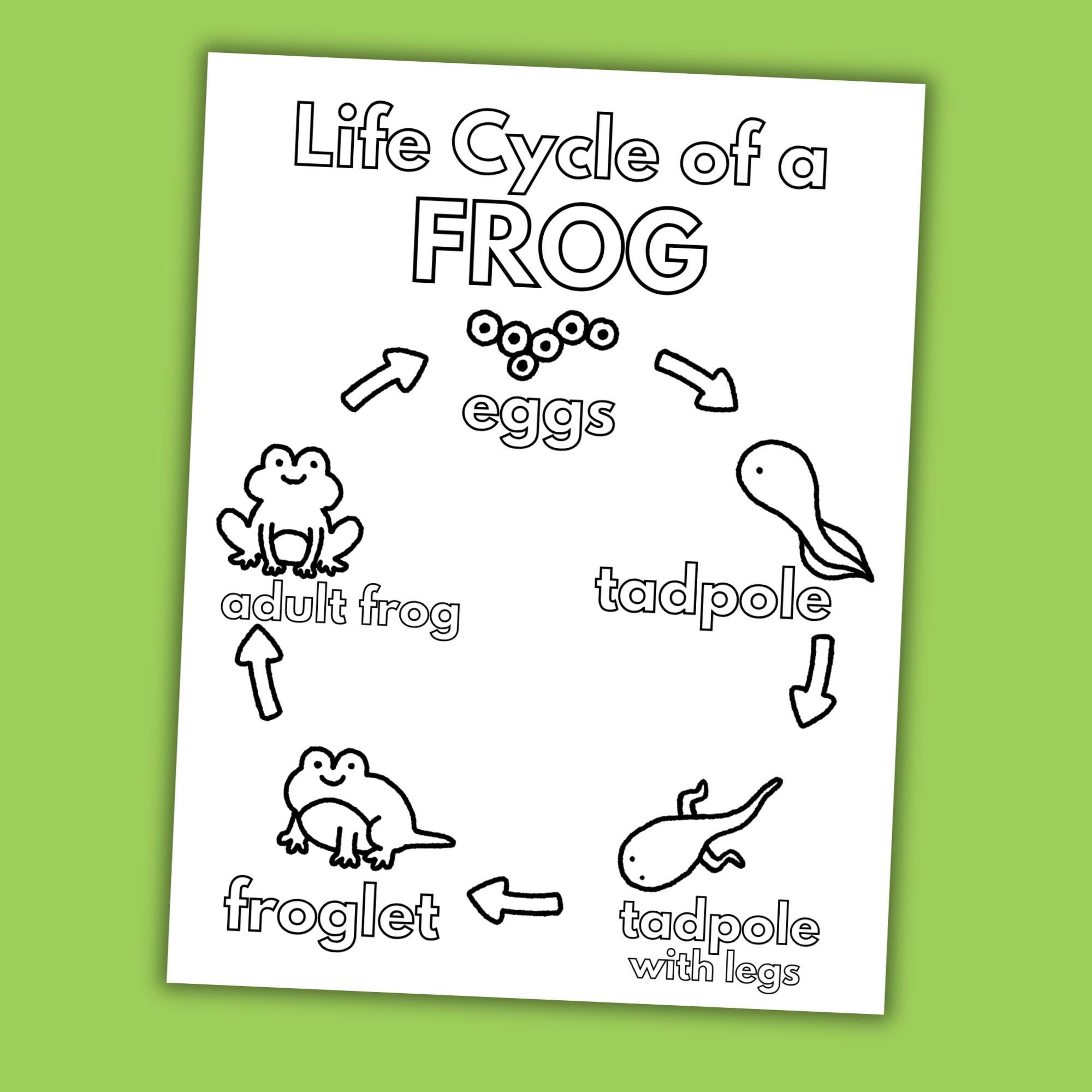 Frog Life Cycle Coloring Page Printable, Amphibian Metamorphosis ...