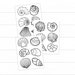Seashell Coloring Pages Printable, Blank Seashell Templates for Crafts ...