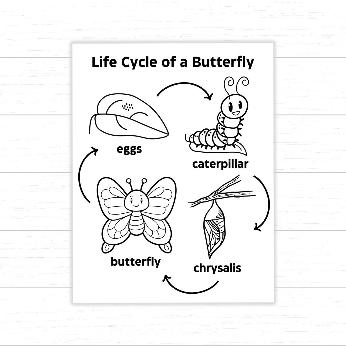 Life Cycle of a Butterfly Coloring Page, Butterfly Life Cycle Activity ...