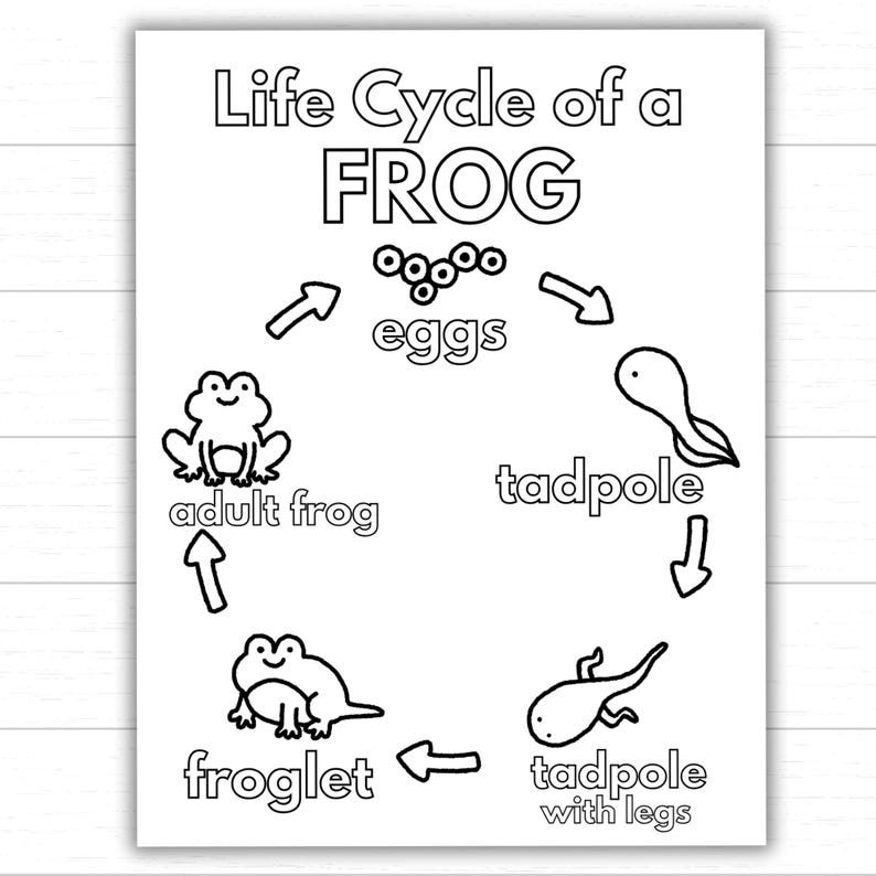 Life Cycle of a Frog Coloring Page, Printable Frog Life Cycle Activity ...
