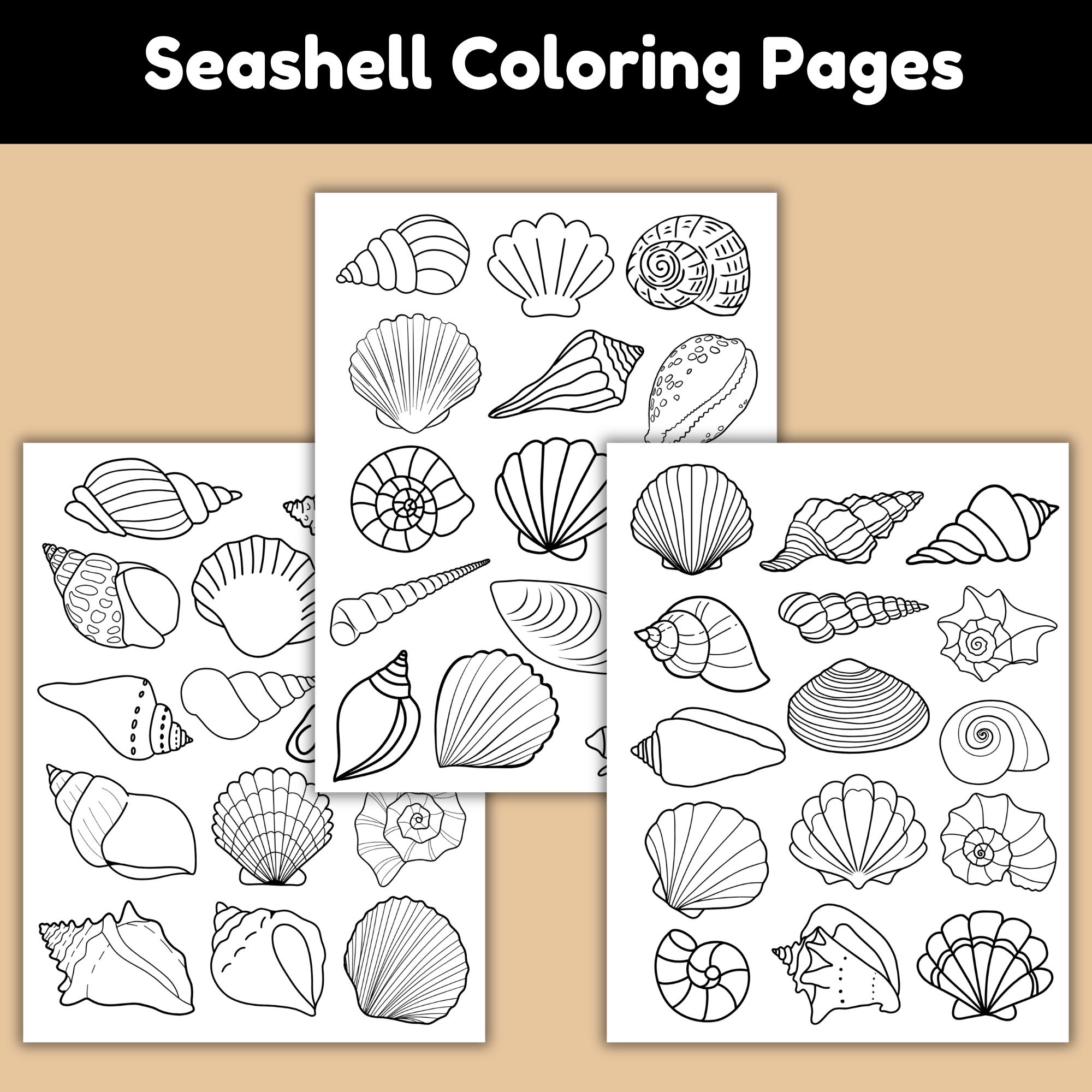 Printable Seashell Coloring Pages, Seashell Templates for Crafts and ...