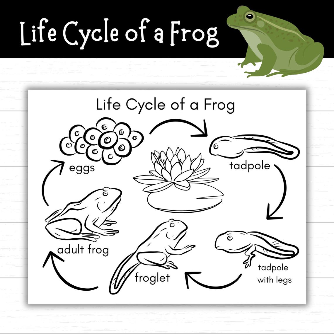Life Cycle of a Frog Coloring Page, Frog Activities for Kids, Frog ...