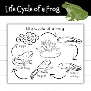 Life Cycle of a Frog Coloring Page, Frog Activities for Kids, Frog ...