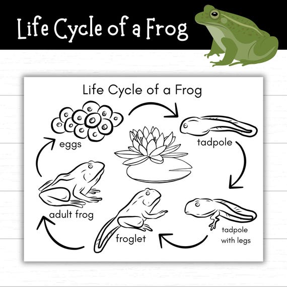 Coloriage Du Cycle De Vie De La Grenouille Coloriage Gratuit De