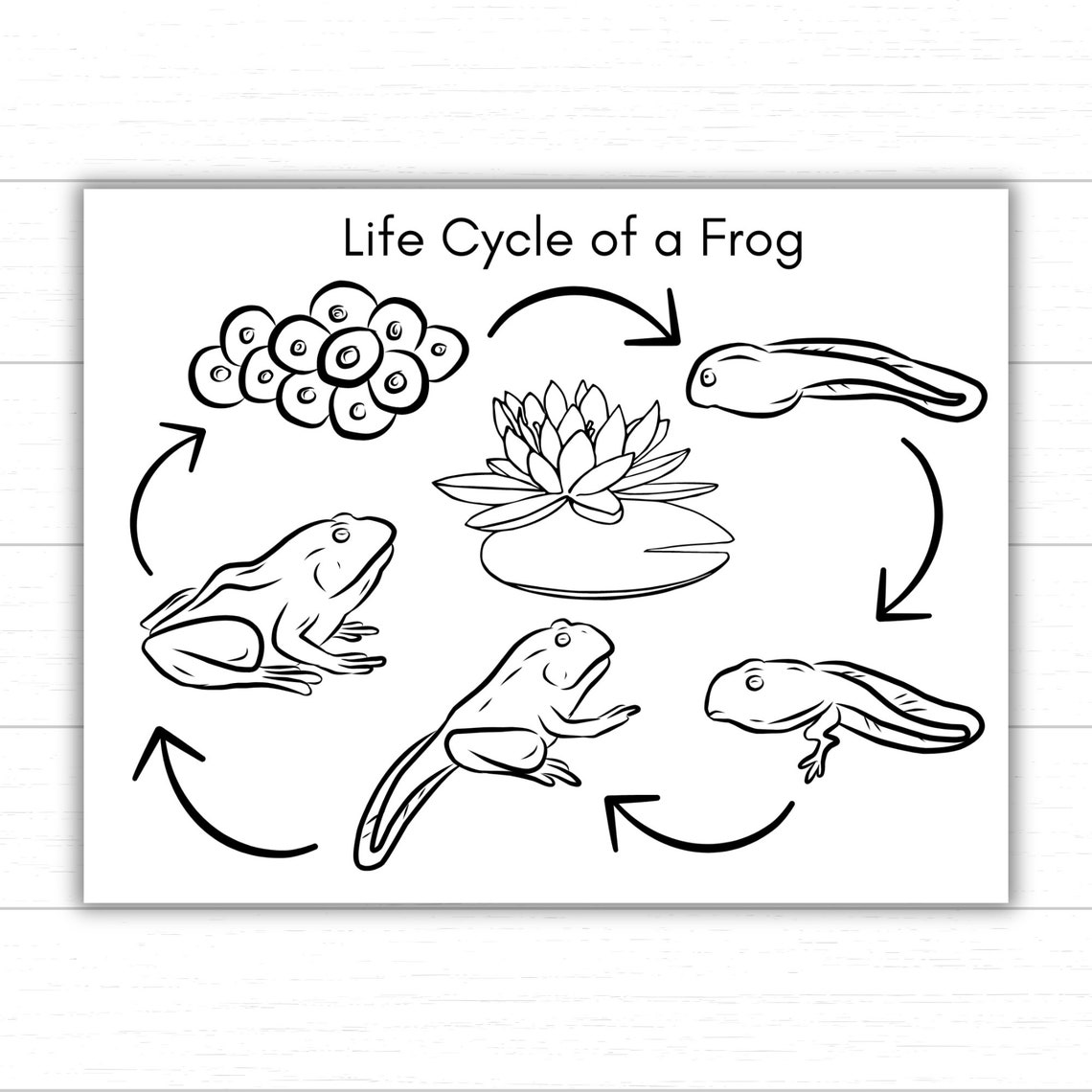 Life Cycle of a Frog Coloring Page, Frog Activities for Kids, Frog ...