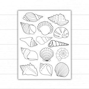 Printable Seashell Coloring Pages, Seashell Templates for Crafts and ...
