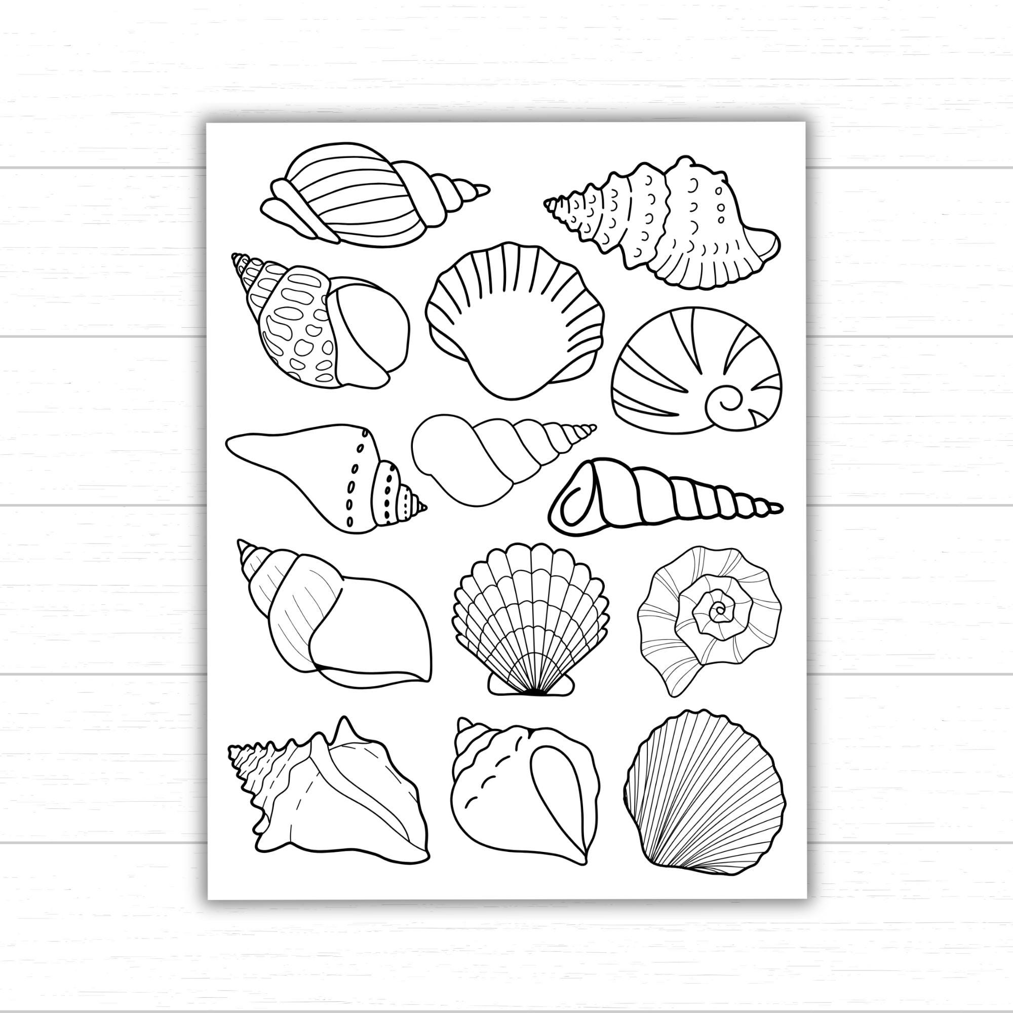 Printable Seashell Coloring Pages, Seashell Templates for Crafts and ...