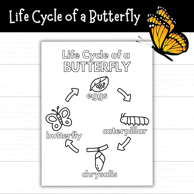Printable Butterfly Life Cycle Coloring Page for Kids, Fun Science ...