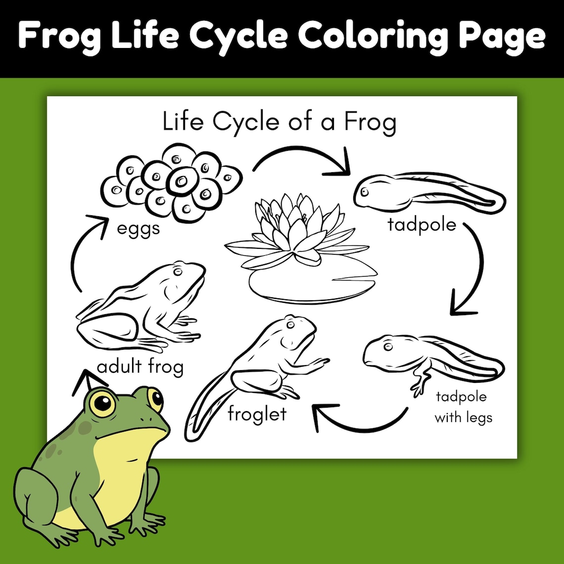Frog Life Cycle Coloring Page Printable, Amphibian Activity Sheet, Pond ...