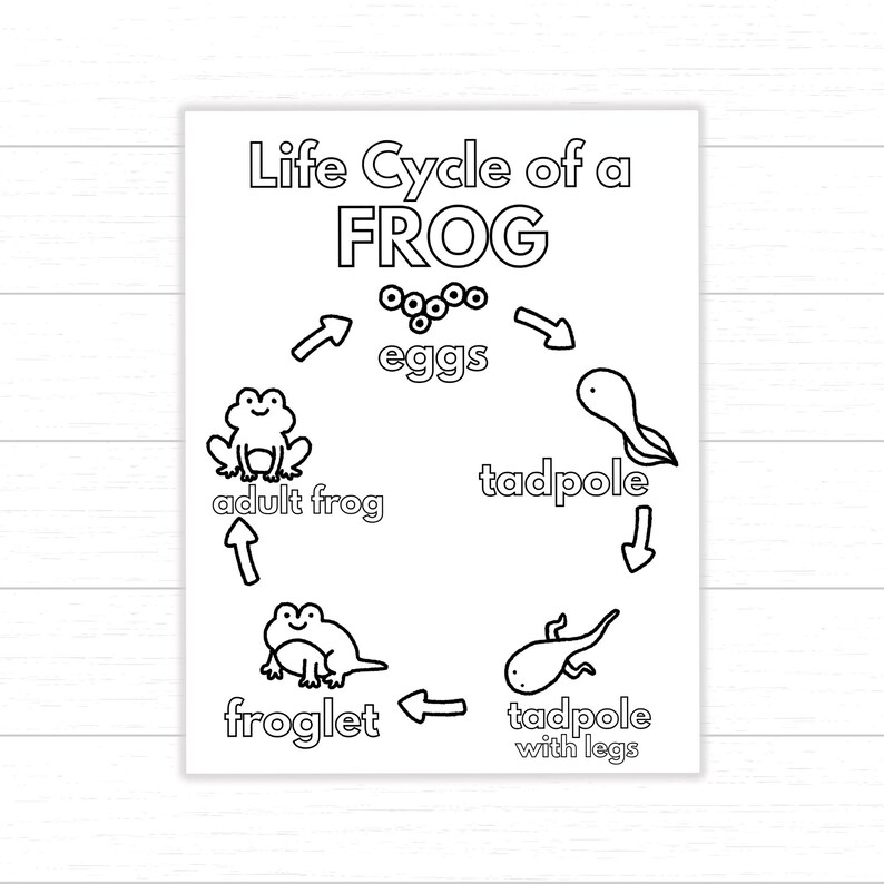 Life Cycle of a Frog Coloring Page, Printable Frog Life Cycle Activity ...
