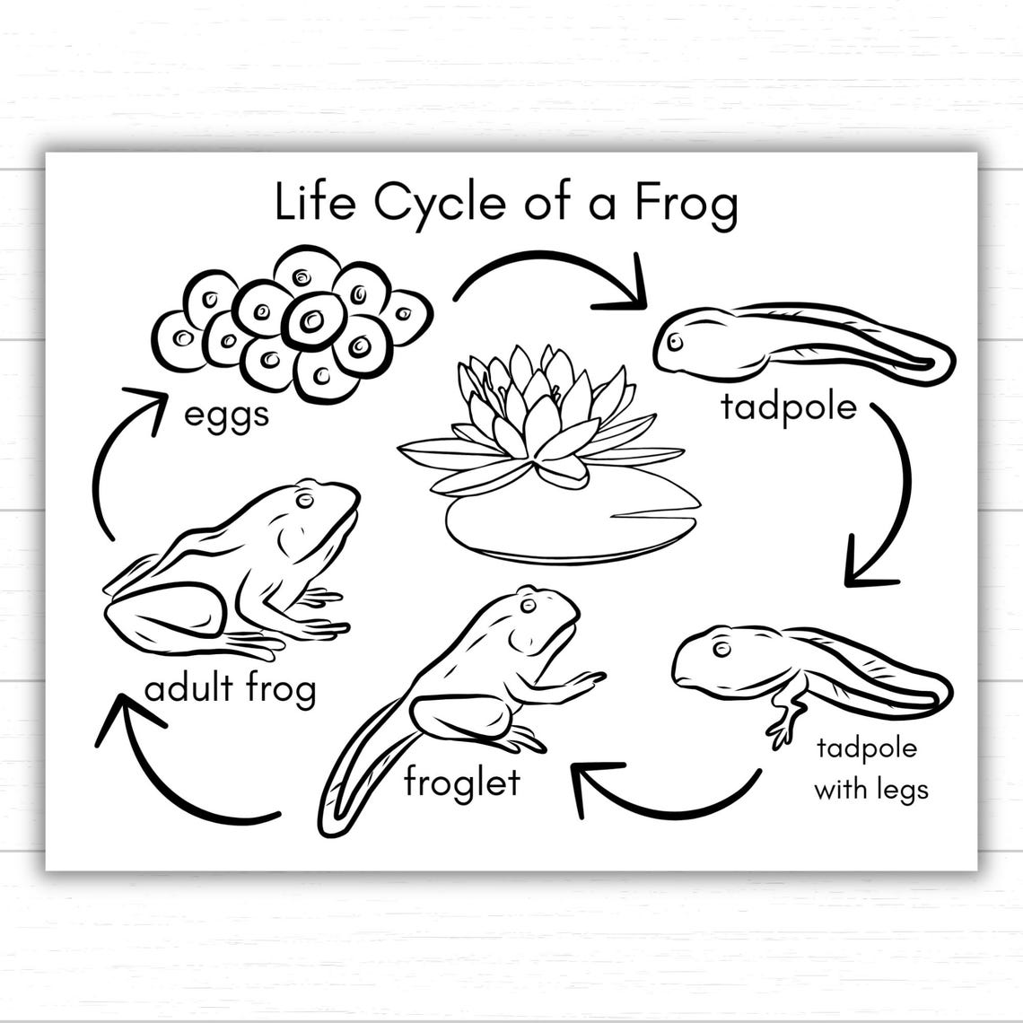 Life Cycle of a Frog Coloring Page, Frog Activities for Kids, Frog ...