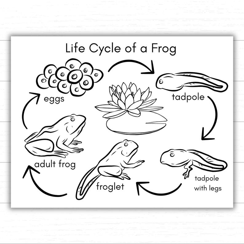 Life Cycle of a Frog Coloring Page, Frog Activities for Kids, Frog ...