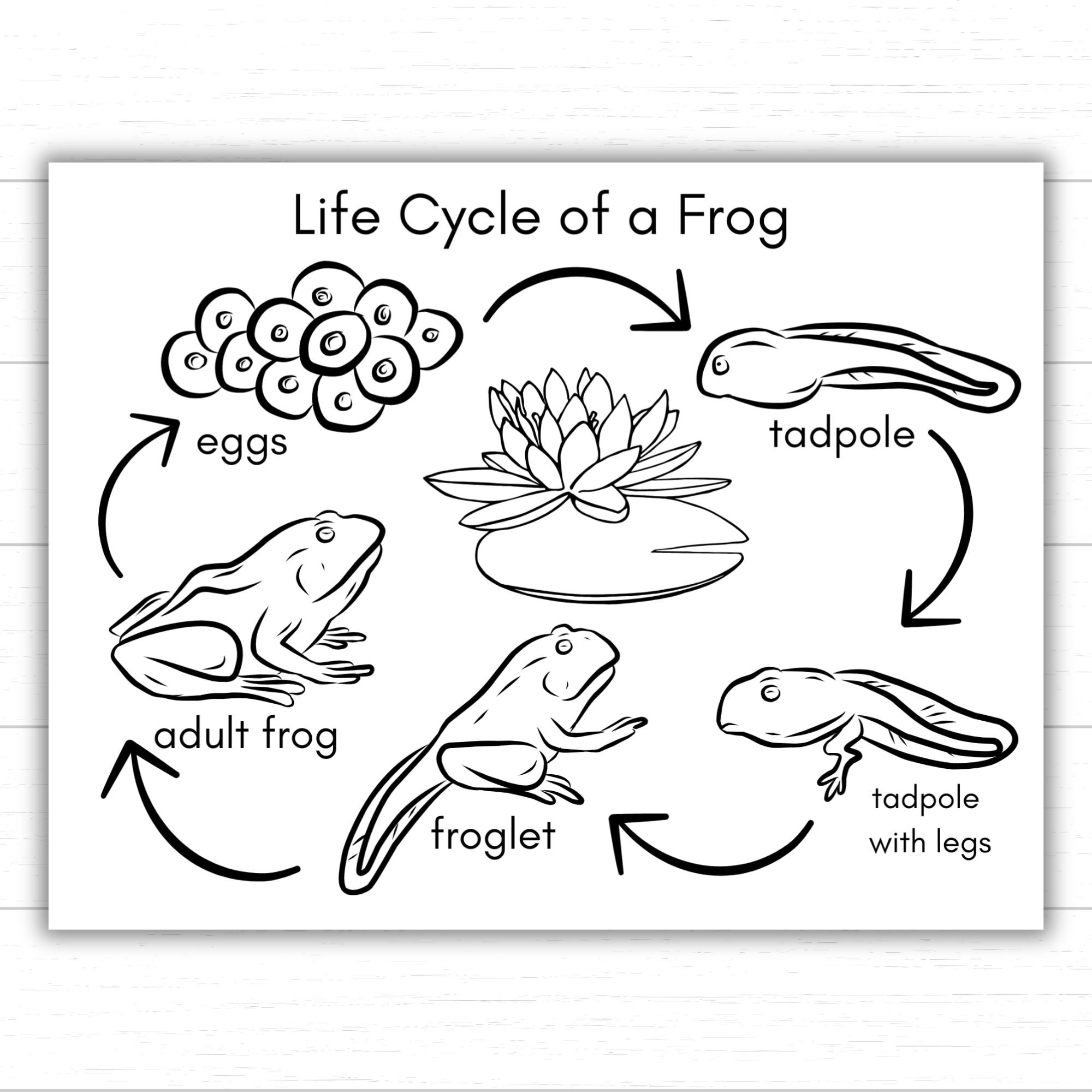 Hoja De Trabajo Del Ciclo De Vida De La Rana En Blanco