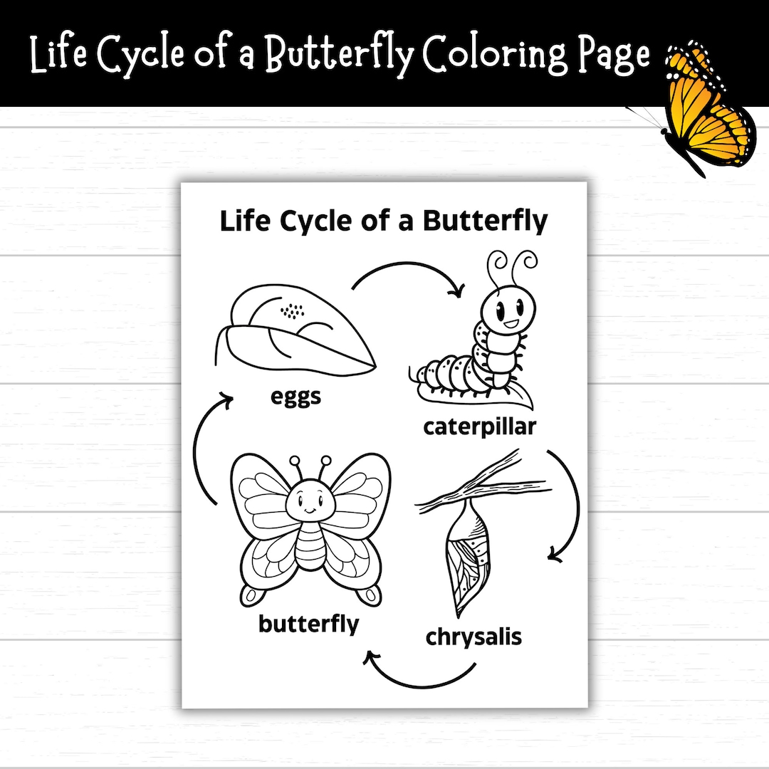 Life Cycle of a Butterfly Coloring Page, Butterfly Life Cycle Activity ...