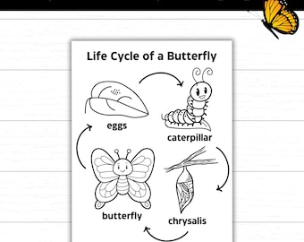Butterfly Life Cycle Printable - Etsy