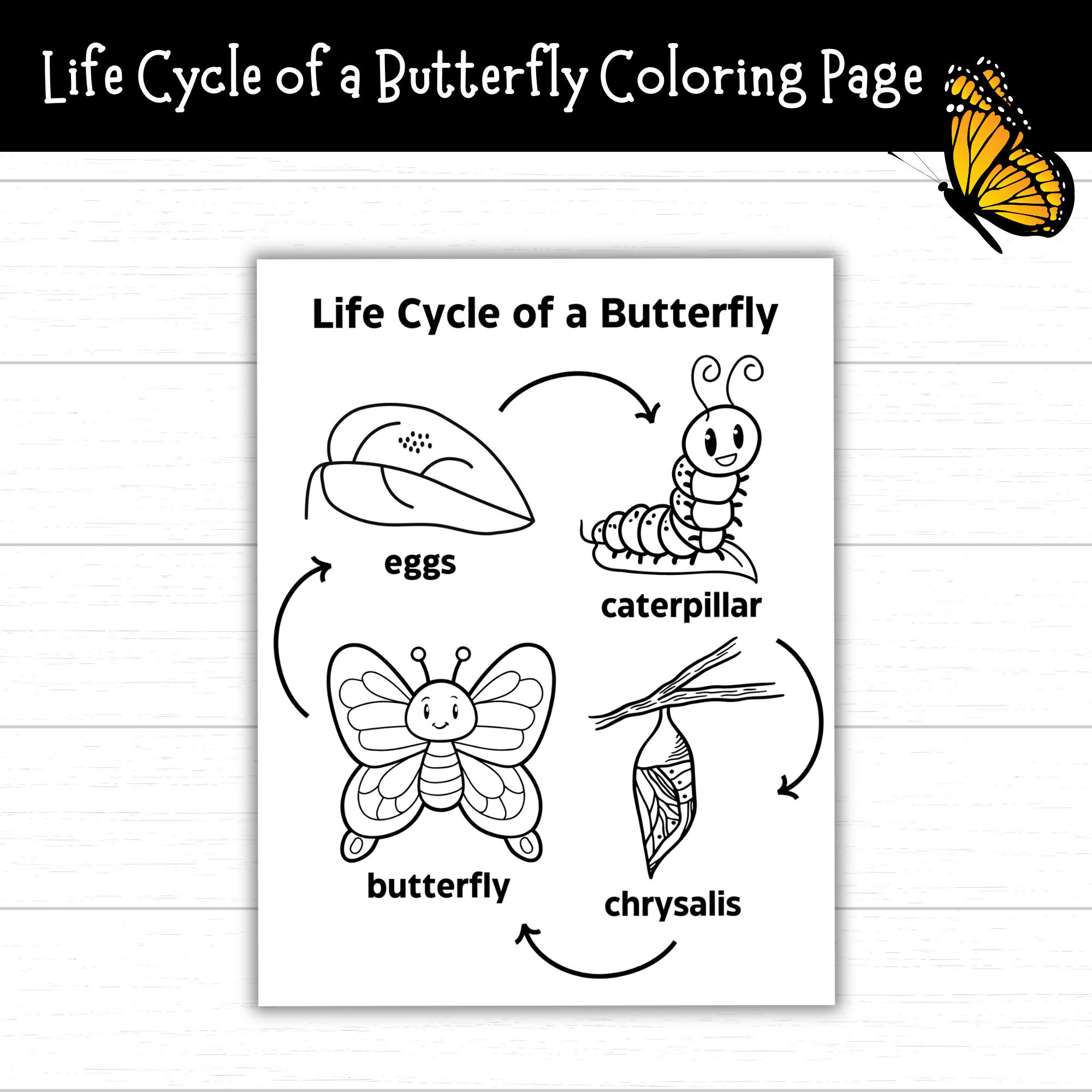 Life Cycle of a Butterfly Coloring Page, Butterfly Life Cycle Activity ...