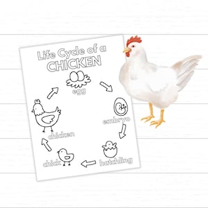 Life Cycle of a Chicken Coloring Page, Printable Chicken Life Cycle ...