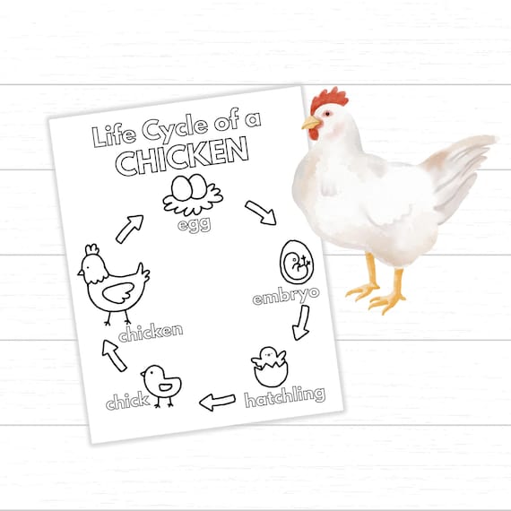 Life Cycle Of A Chicken Coloring Page